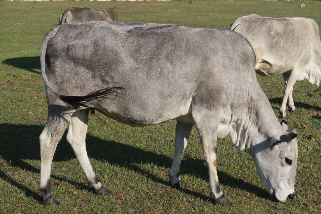 Miniature Zebu Cow - Grit